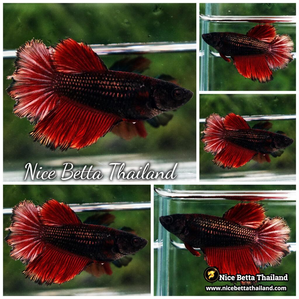 Female Betta Fish Hell Copper Rosetail HM - nicebettathailand.com