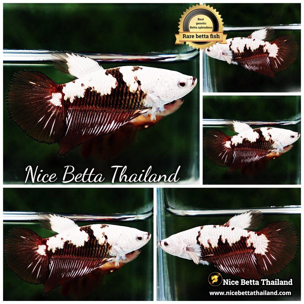 Samurai betta fish for Sale - nicebettathailand.com