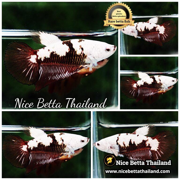 Female Betta fish Killer Shadow Vampire Black Star samurai Helmet (Ultra Rare) HM ...