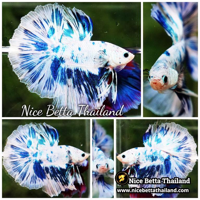 Betta Fish Prince of The Frozen OHM - nicebettathailand.com