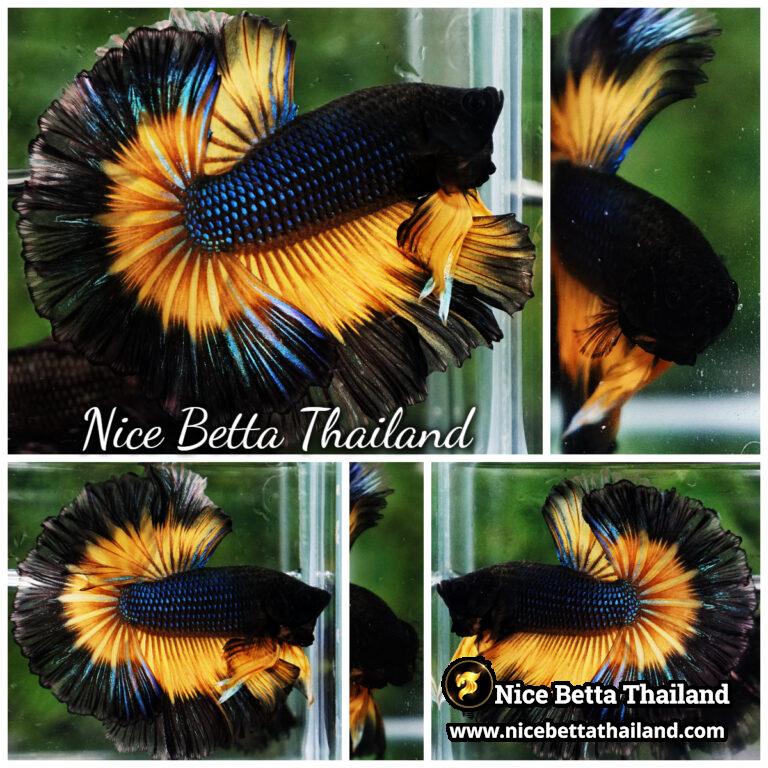 Mustard Gas Betta Fish for Sale - nicebettathailand.com