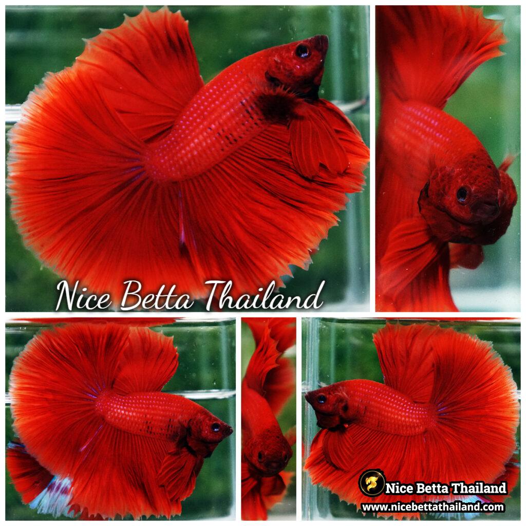 Betta Fish Big Red Sky Hawk HM - nicebettathailand.com