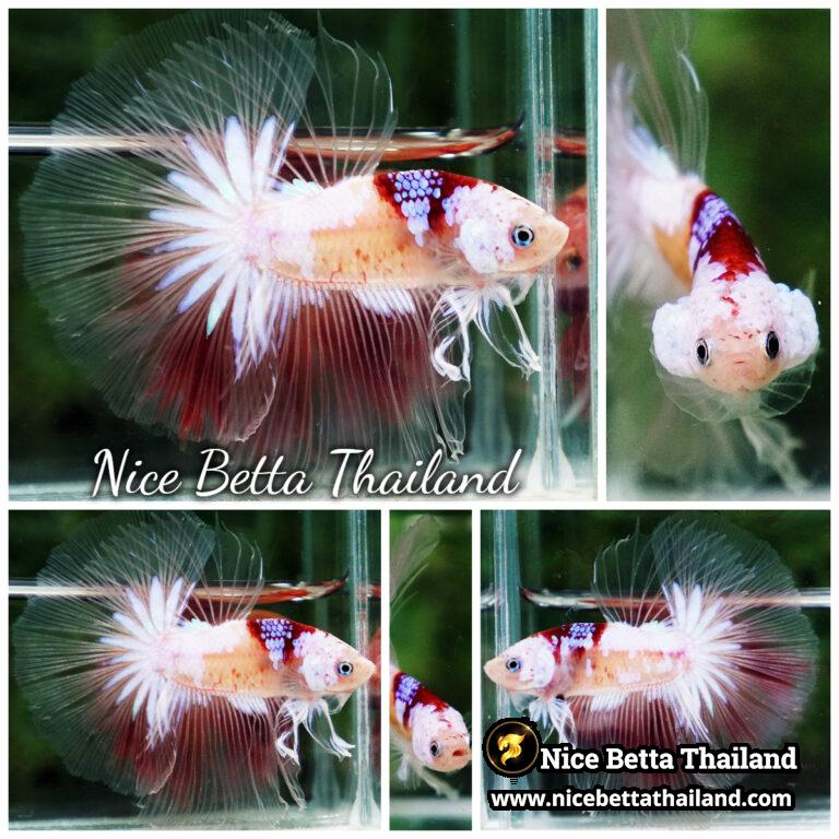 Male Half Moon Betta - nicebettathailand.com