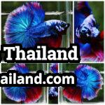 Sky Hawk betta fish for Sale - nicebettathailand.com