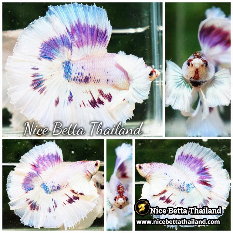 Double tail betta (DTHM) & (DTPK) - nicebettathailand.com