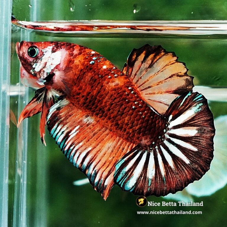 Orange Betta Fish for Sale - nicebettathailand.com