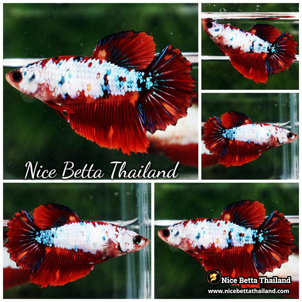 Female Betta Fish Multicolor On Fire HM - nicebettathailand.com