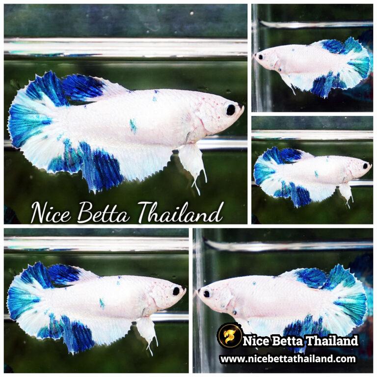 Betta fish shop - nicebettathailand.com