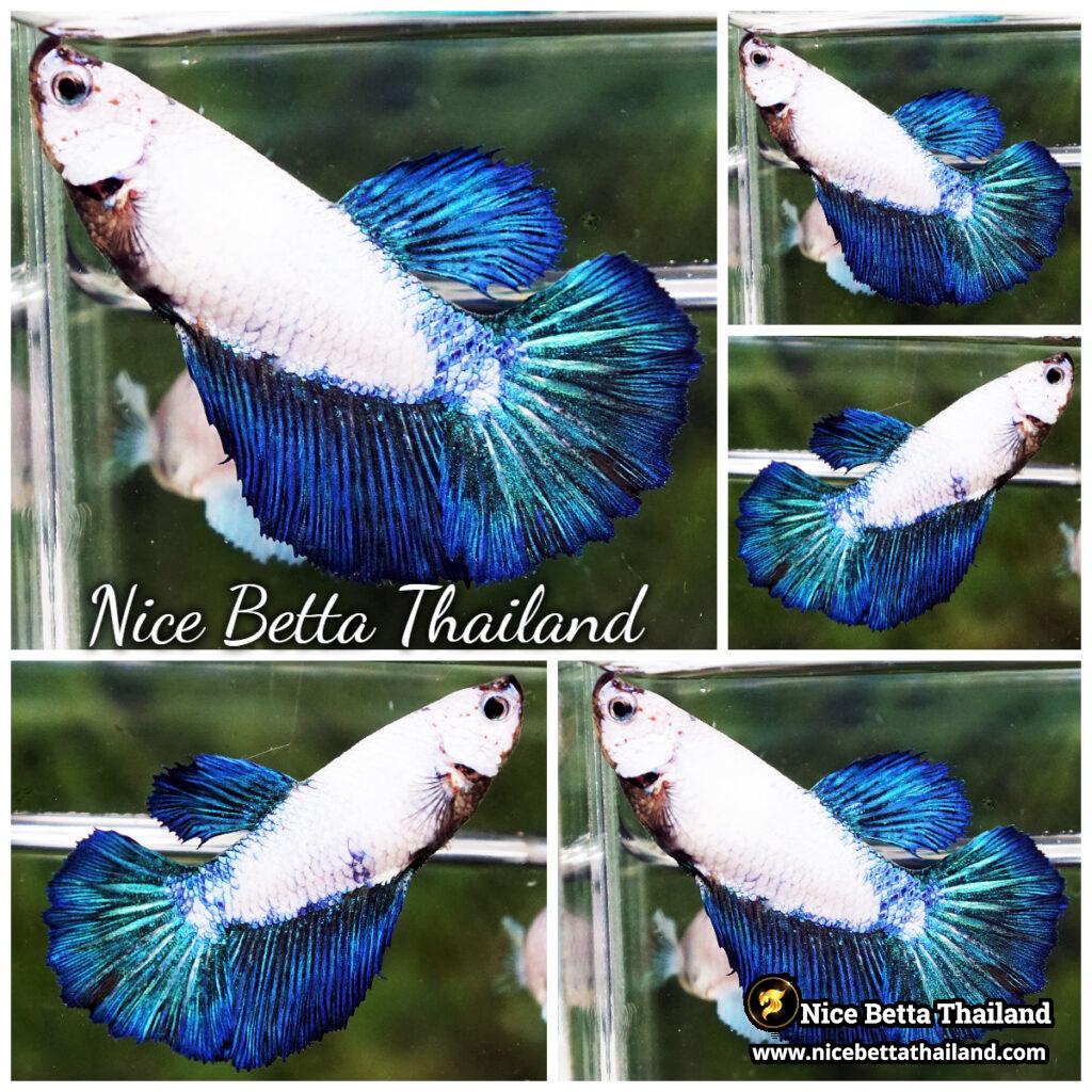 Female Betta Fish Blue Rim HM - nicebettathailand.com