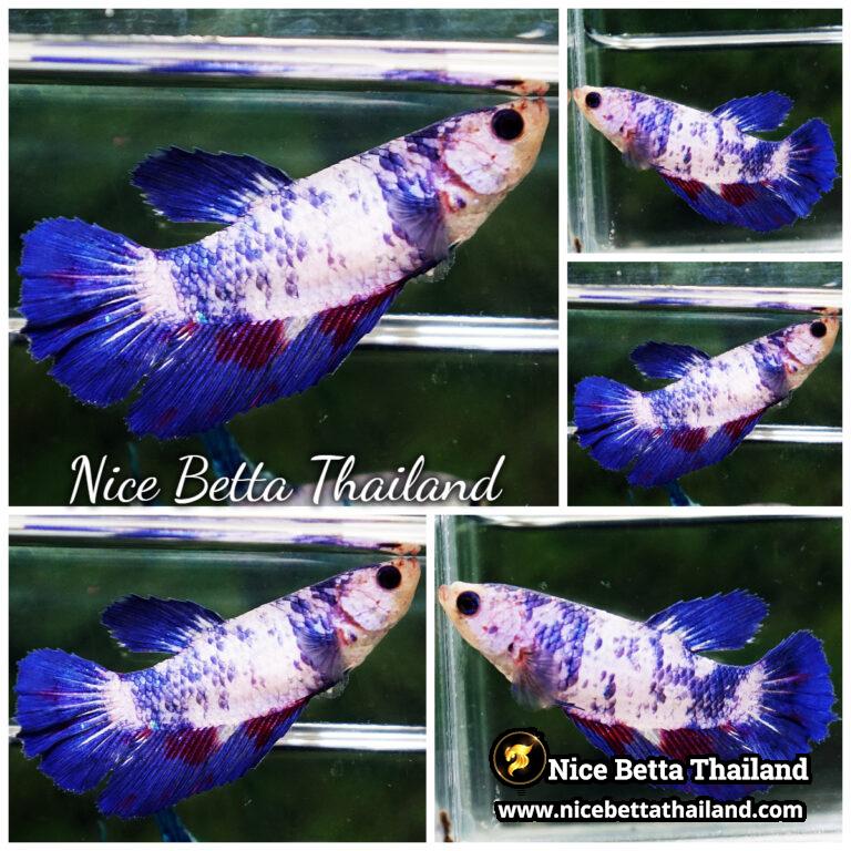 Blue Betta Fish for Sale - nicebettathailand.com