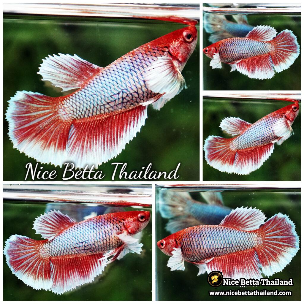 Female Betta Fish Red Salamander Dumbo HM - nicebettathailand.com