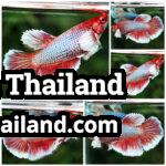 Salamander betta fish for Sale - nicebettathailand.com