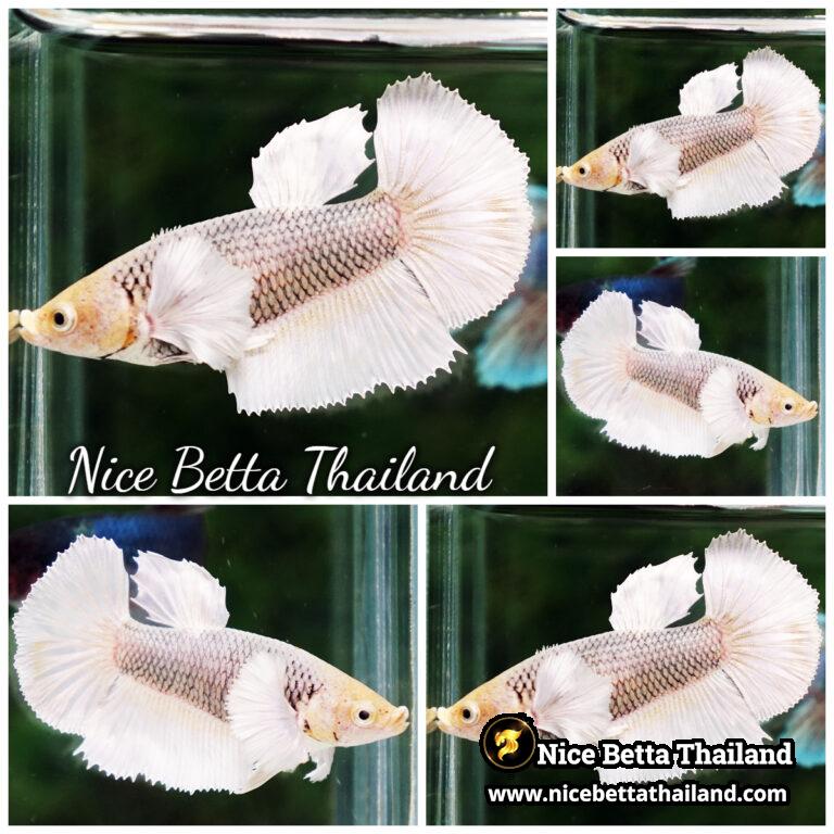 Copper Betta Fish for Sale - nicebettathailand.com