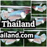 Salamander betta fish for Sale - nicebettathailand.com