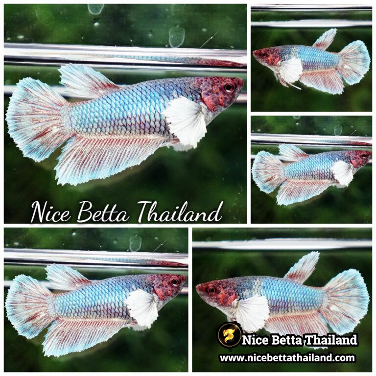 Salamander betta fish for Sale - nicebettathailand.com