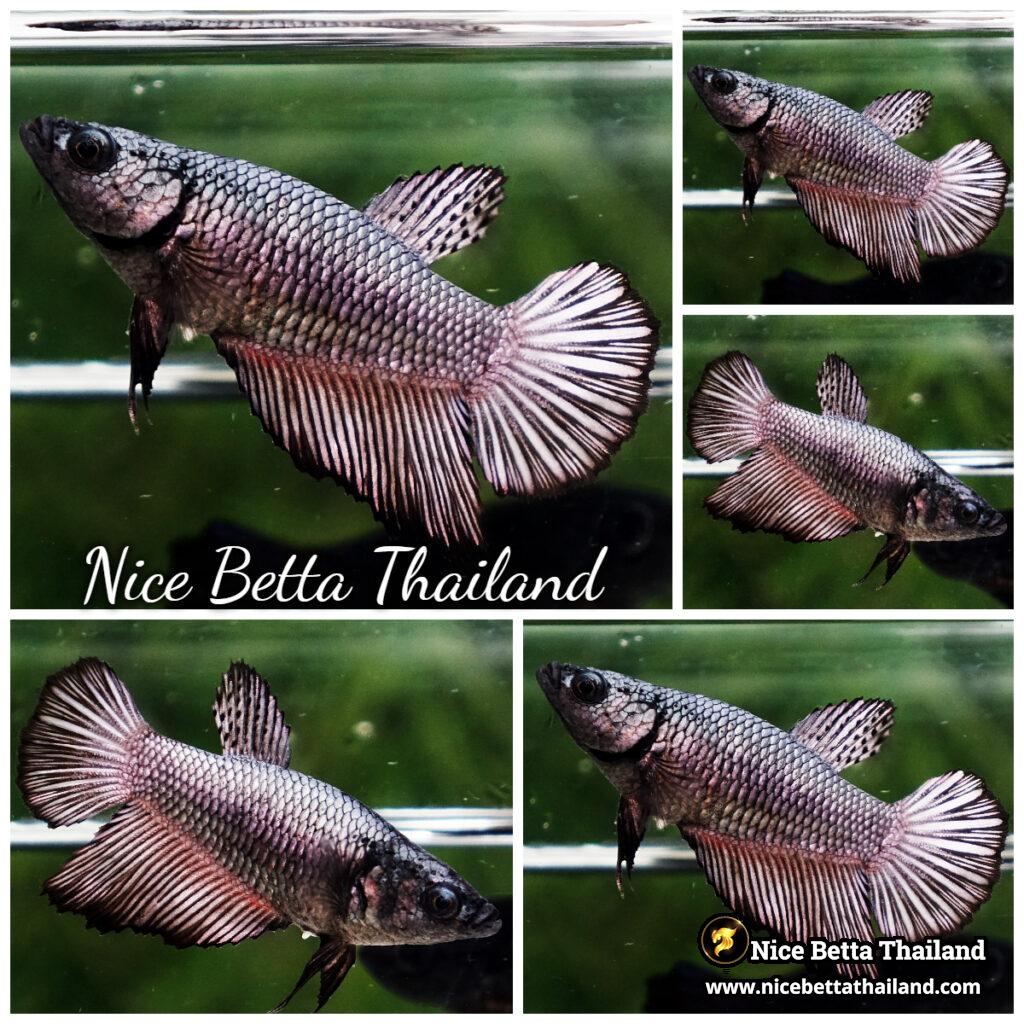Female Betta Fish Copper Gold HM - nicebettathailand.com
