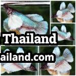 Salamander betta fish for Sale - nicebettathailand.com