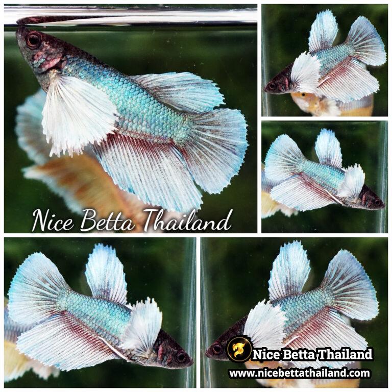 Dumbo Betta Fish for Sale - nicebettathailand.com
