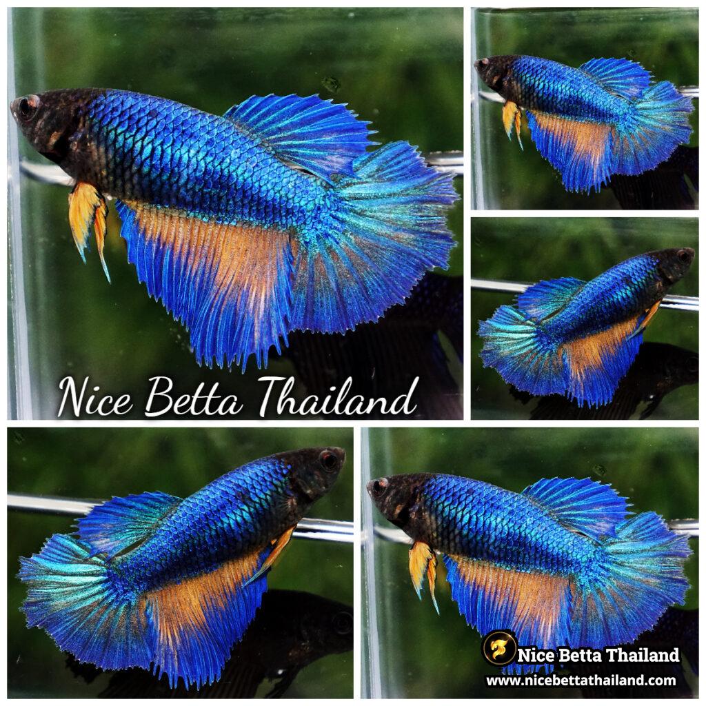 Female Betta Fish Blue Mustard Gas Black Head (Classic) HM ...