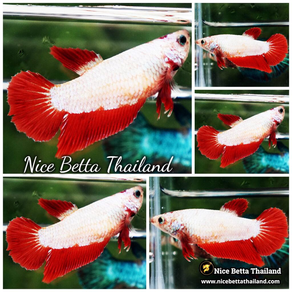 Female Betta Fish Snow On Fire HM - nicebettathailand.com