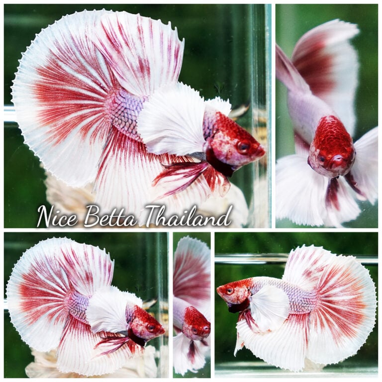 Betta Fish Red Salamander Dumbo HM - nicebettathailand.com