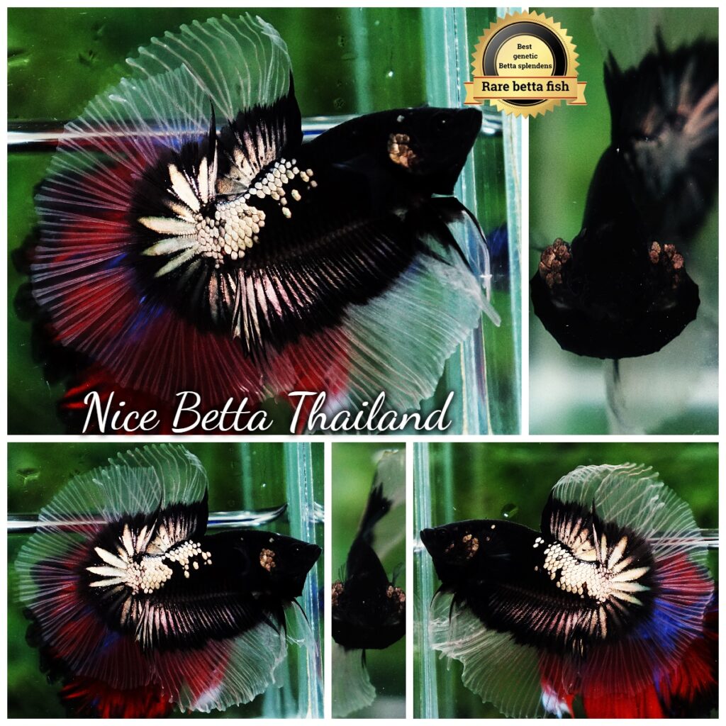 Betta fish shop - nicebettathailand.com