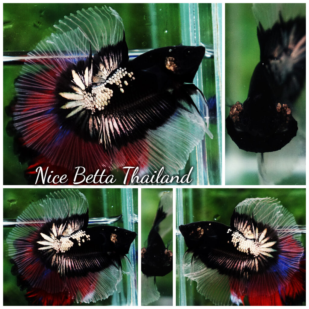 Betta fish Killer Shadow Black Star Warrior Butterfly (Ultra Rare) OHM ...
