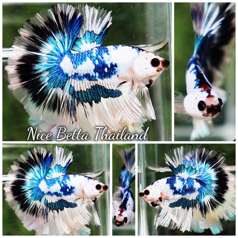 Betta Fish Fancy Magical Marble Tricolor Sky Hawk OHM ...
