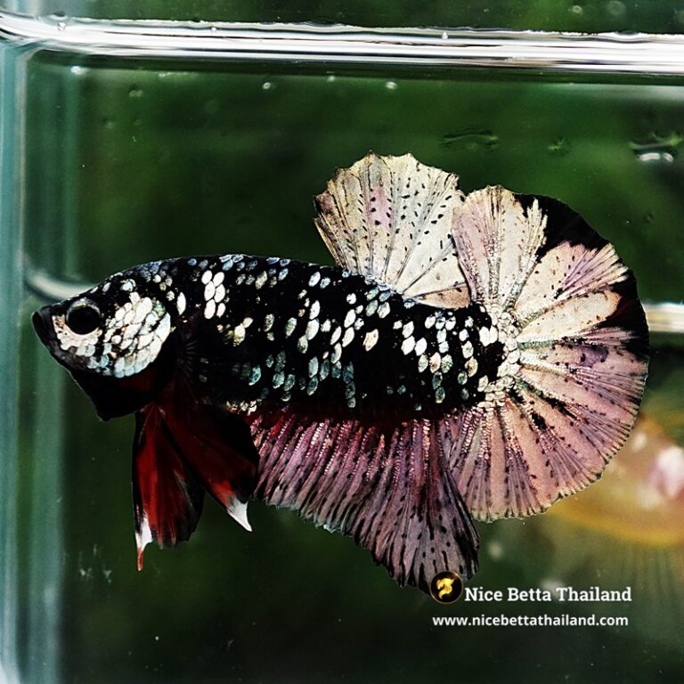 Betta Fish The Dark Nebula Avatar OHMPK - nicebettathailand.com