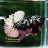 Betta Fish The Dark Nebula Avatar OHMPK - nicebettathailand.com