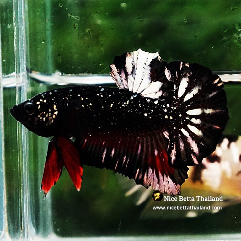Betta Fish The Dark Nebula Avatar OHMPK - nicebettathailand.com