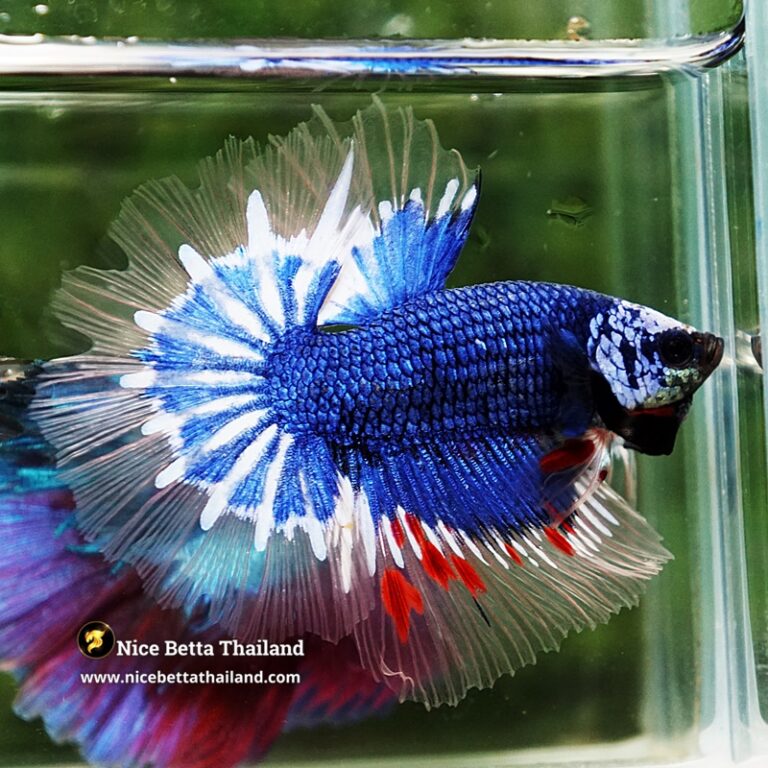 Betta fish shop - nicebettathailand.com