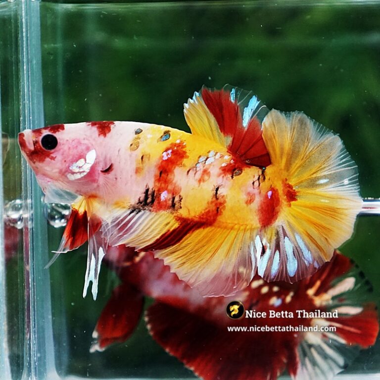 Betta Fish Candy Nemo Yellow Base HMPK - nicebettathailand.com