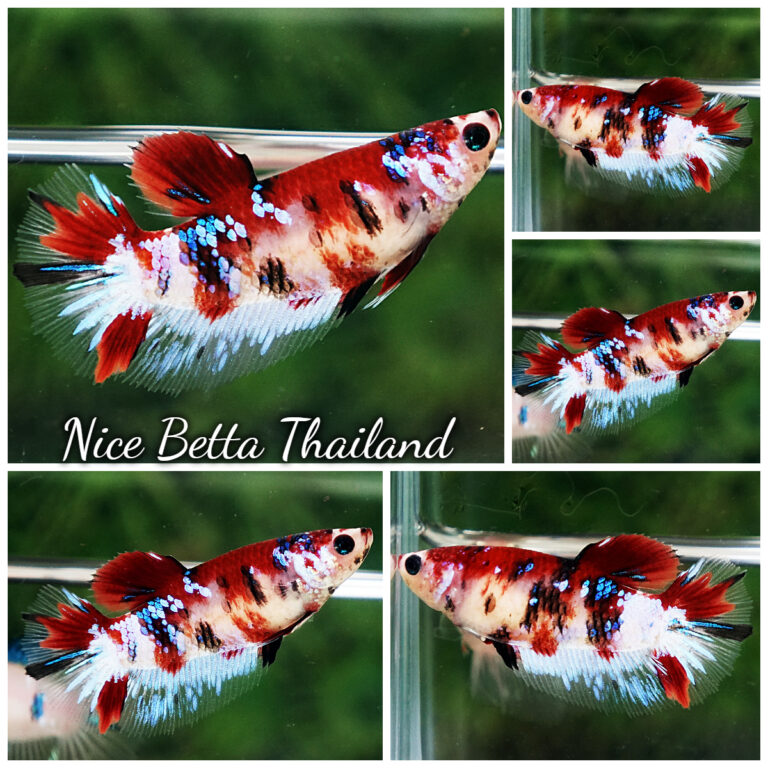 Betta fish shop - nicebettathailand.com