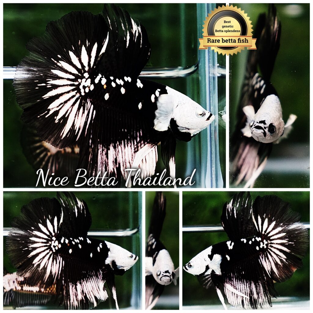 Samurai betta fish for Sale - nicebettathailand.com