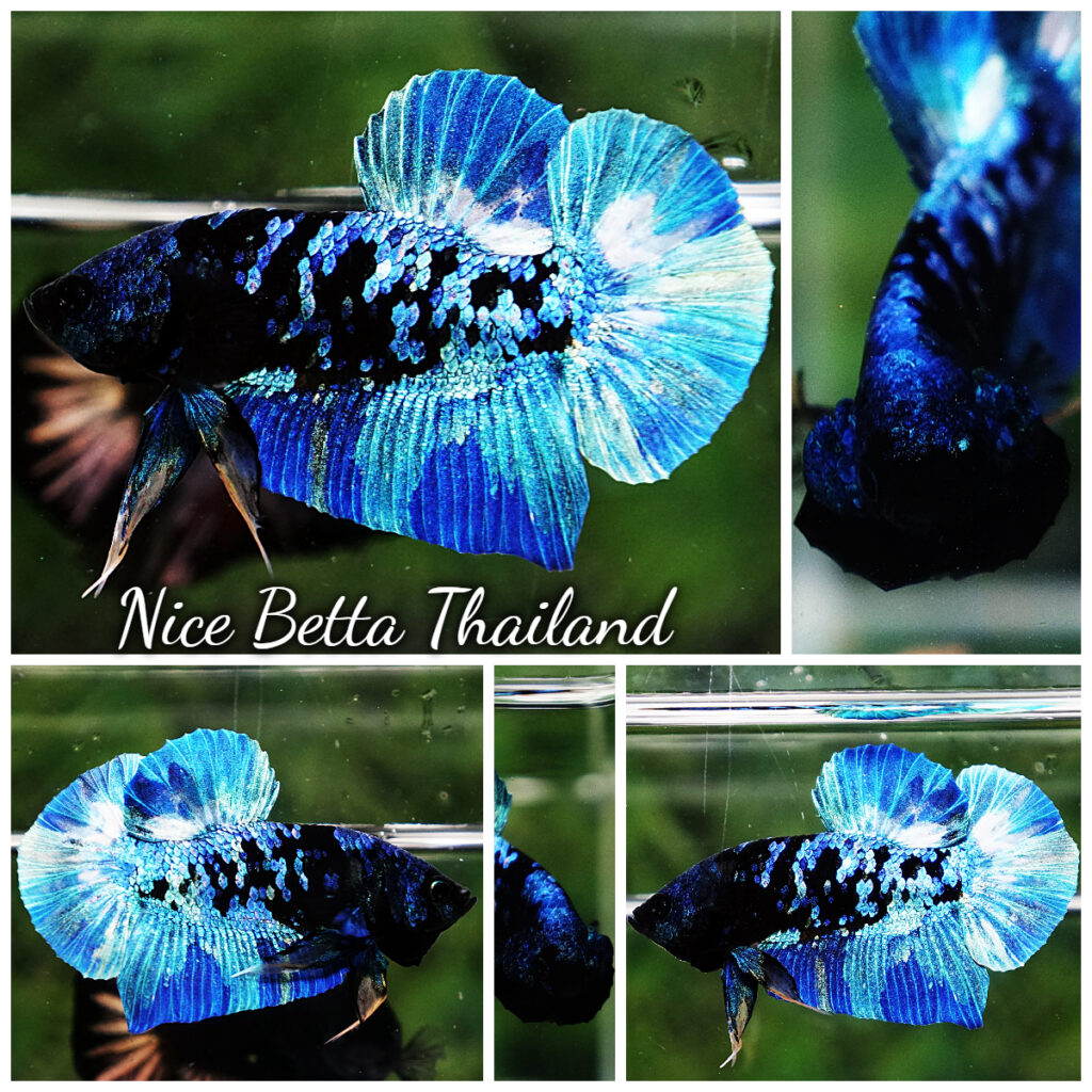 Avatar Betta Fish for Sale - nicebettathailand.com