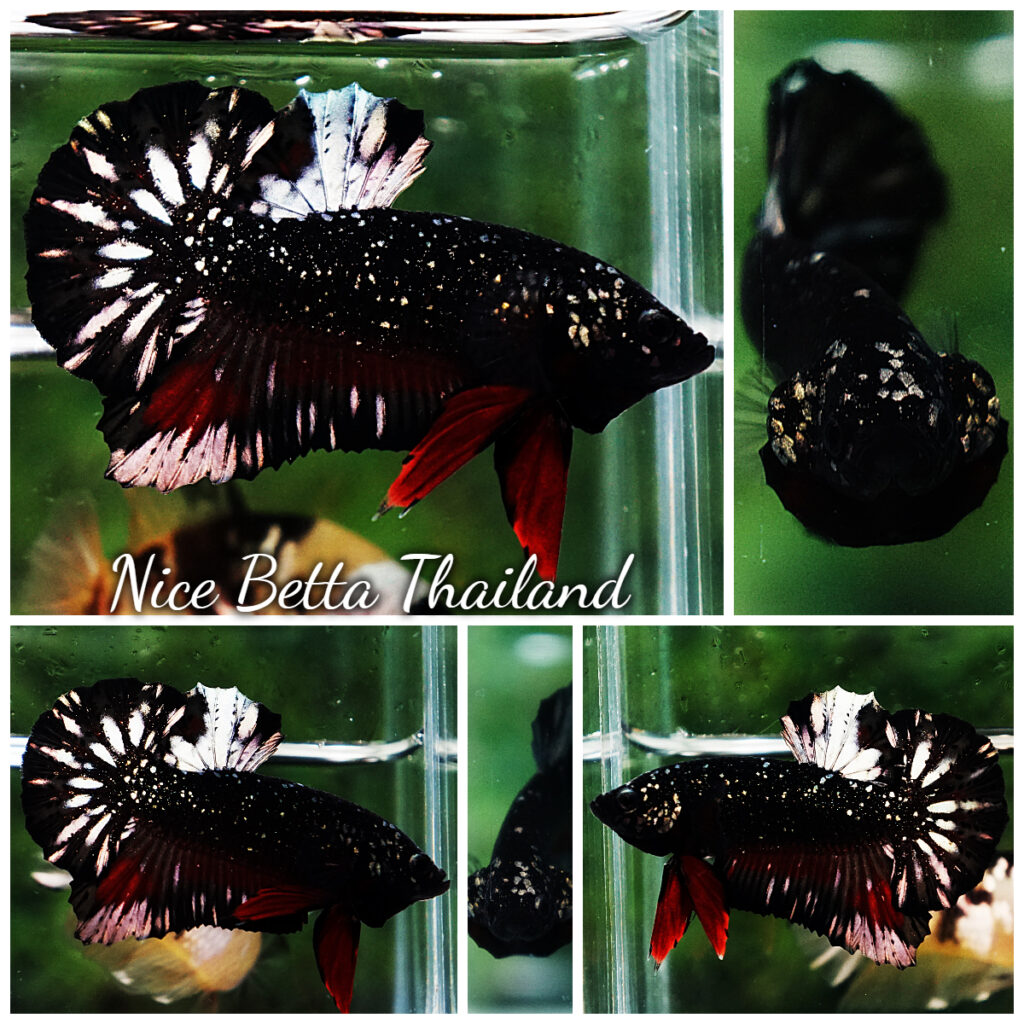 Avatar Betta Fish for Sale - nicebettathailand.com