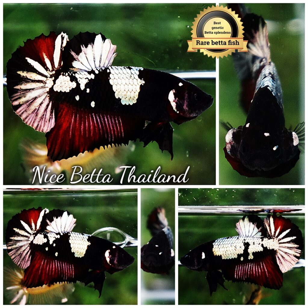 Betta fish shop - nicebettathailand.com