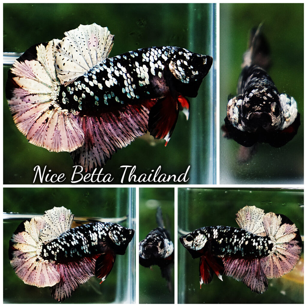 Avatar Betta Fish for Sale - nicebettathailand.com