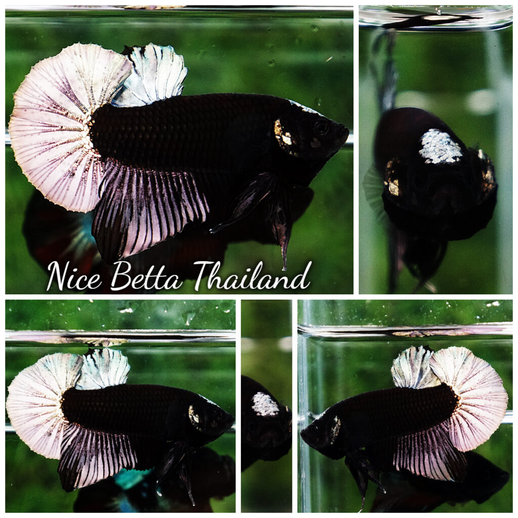 Copper Betta Fish for Sale - nicebettathailand.com