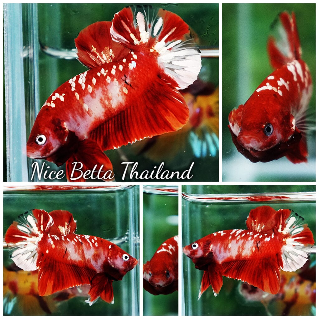 Betta Fish Koi Red Gold Galaxy HMPK - nicebettathailand.com