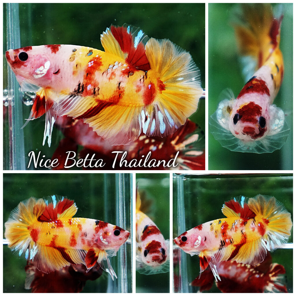 Betta Fish Candy Nemo Yellow Base HMPK - nicebettathailand.com