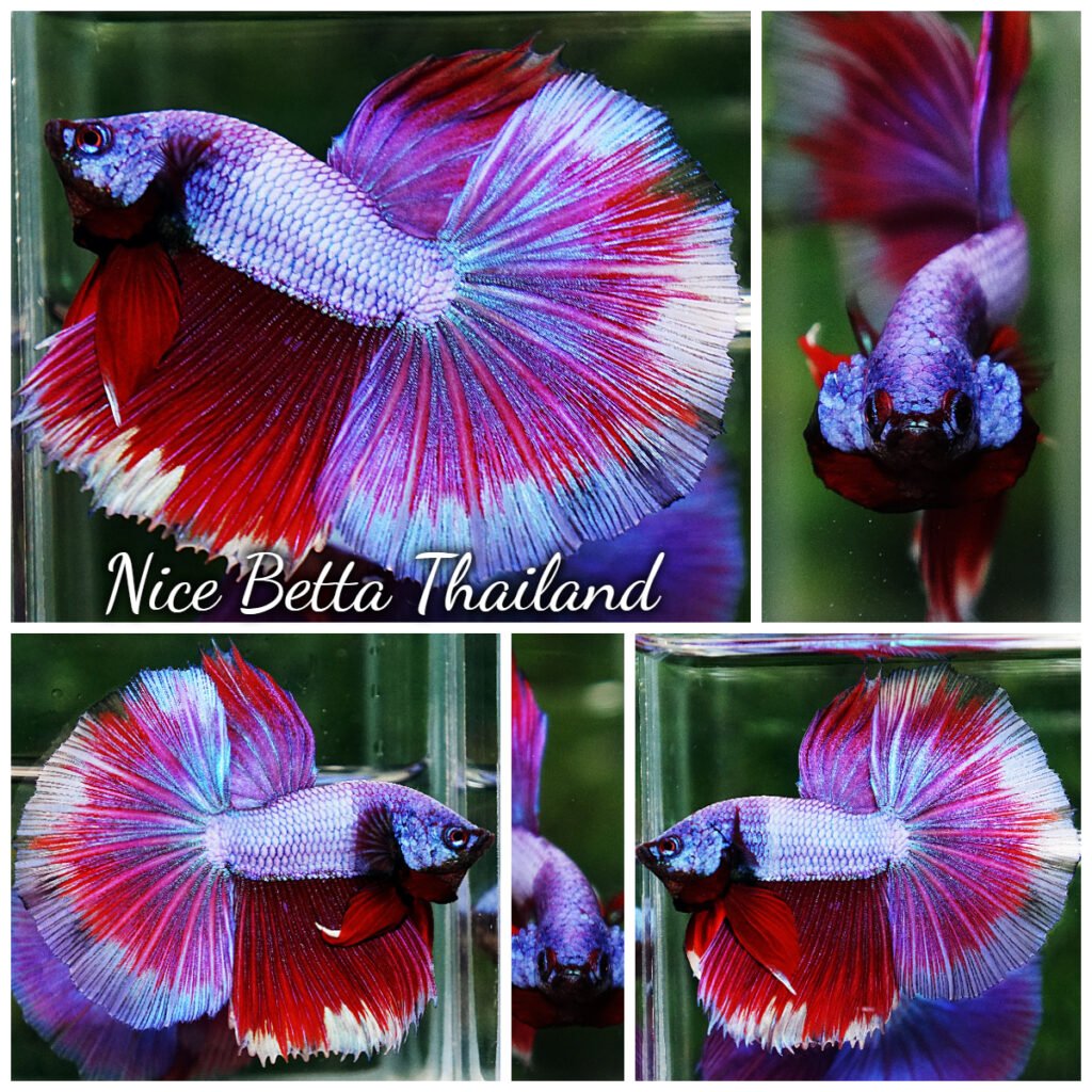 Betta Fish Purple Royal Pony Lavender HM - nicebettathailand.com
