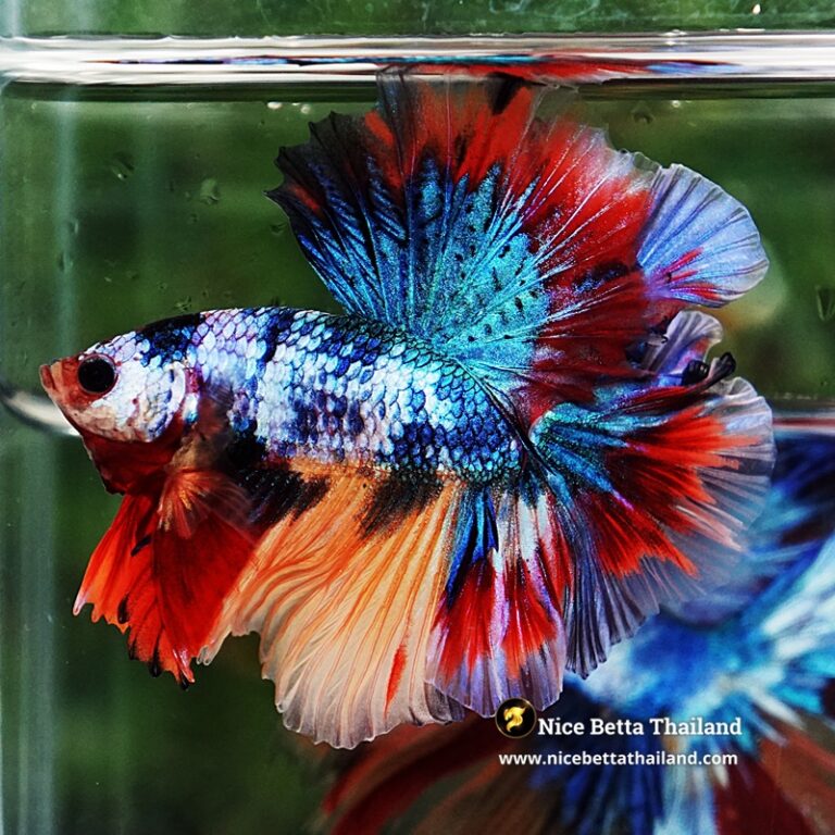 Betta Fish Multicolor Candy Sky Hawk Flower Tail HM - nicebettathailand.com