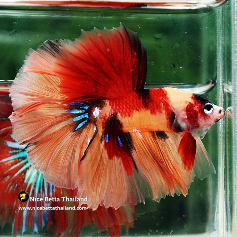 Betta Fish Classic Candy Nemo Rosetail HM - nicebettathailand.com