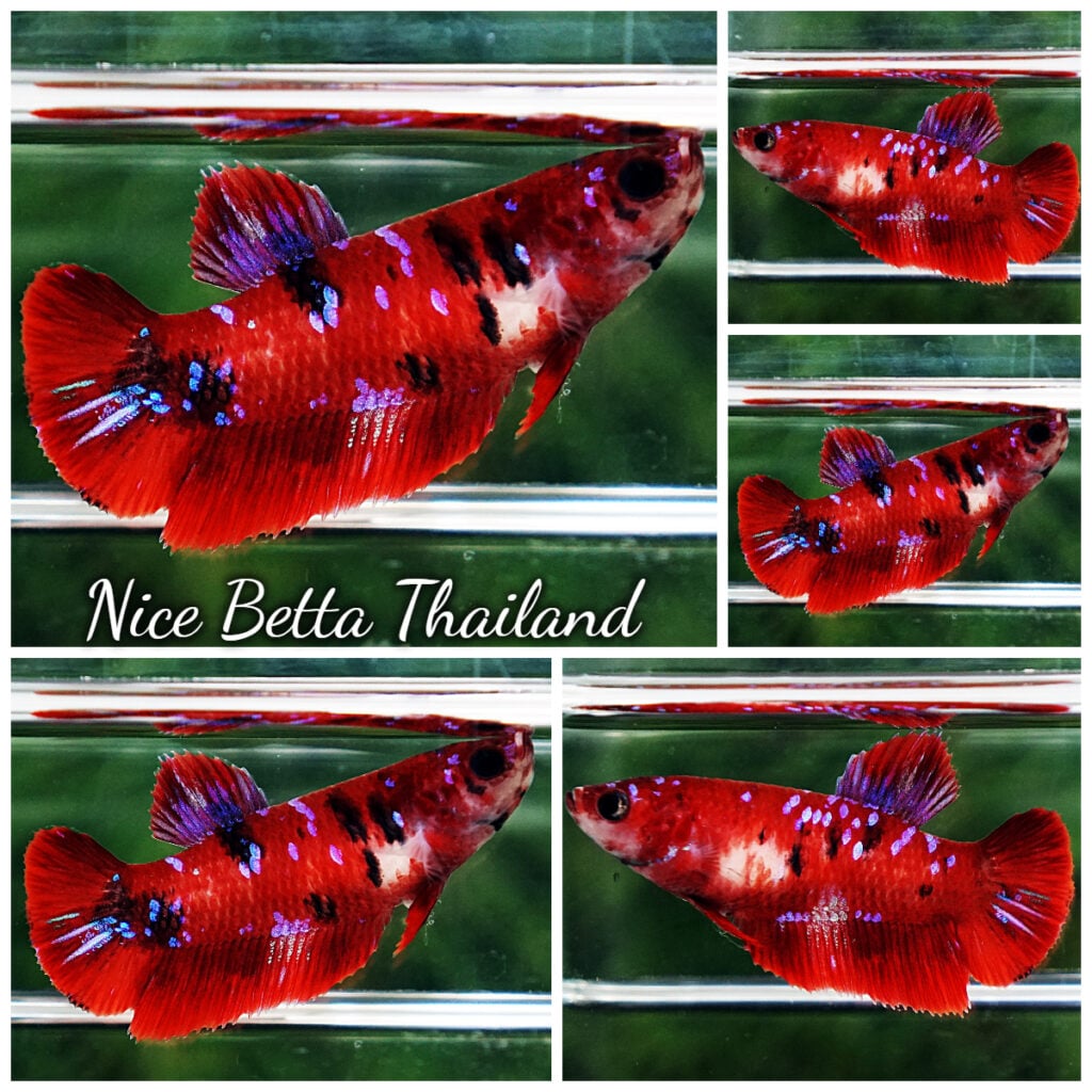 Female Betta Fish Red Tiger Koi Star HMPK - nicebettathailand.com