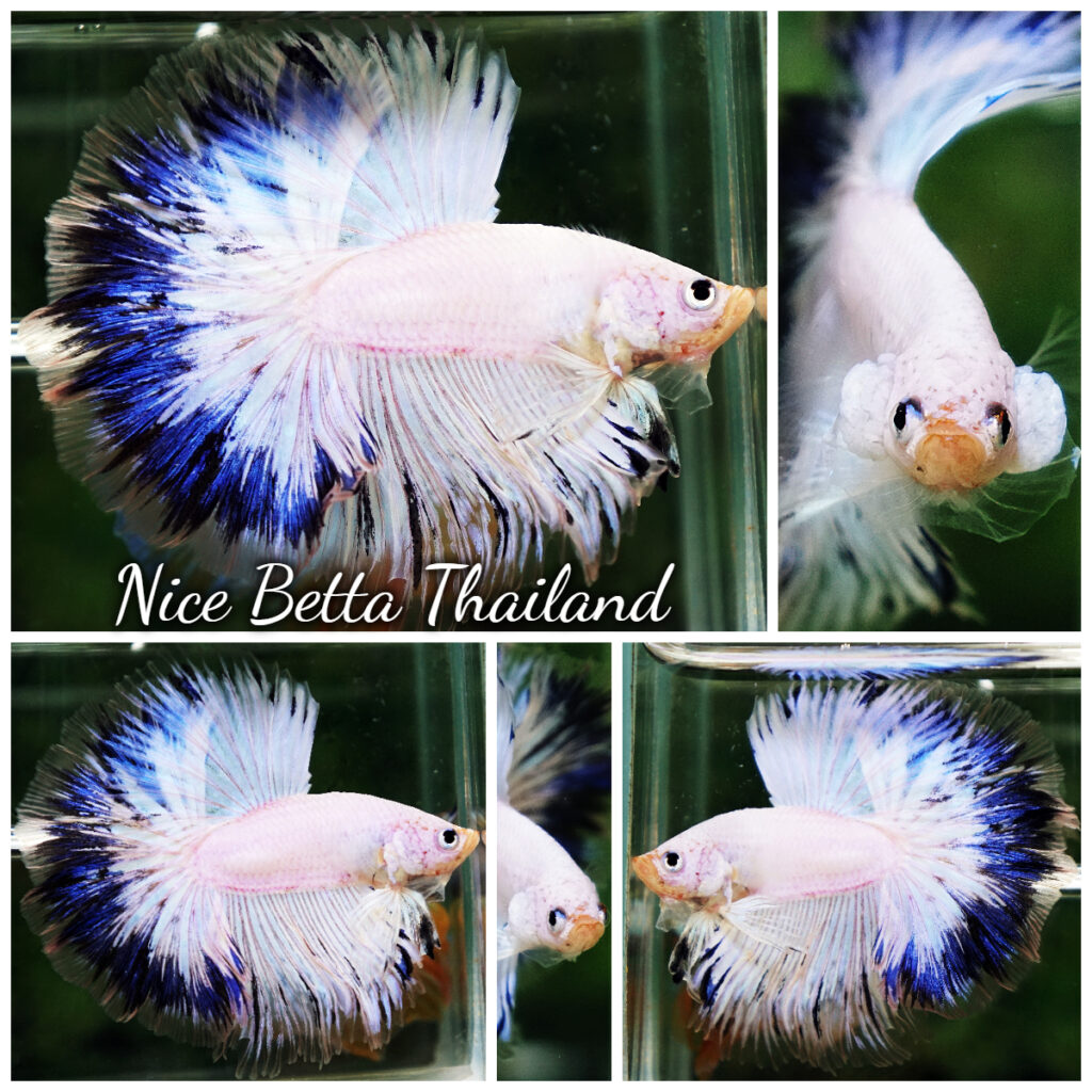 Betta fish shop - nicebettathailand.com