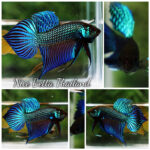 Wild Betta Fish Mahachainis Spade tail - nicebettathailand.com