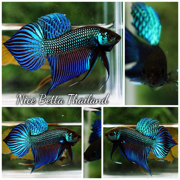 Blue Betta Fish for Sale - nicebettathailand.com