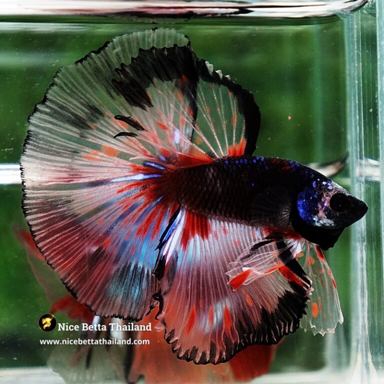Betta Fish Dark Mirage HM - nicebettathailand.com